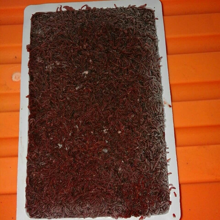Jual Cacing Beku Tray 100gr 100 gram 1 pc Trey Merah Darah Frozen ...
